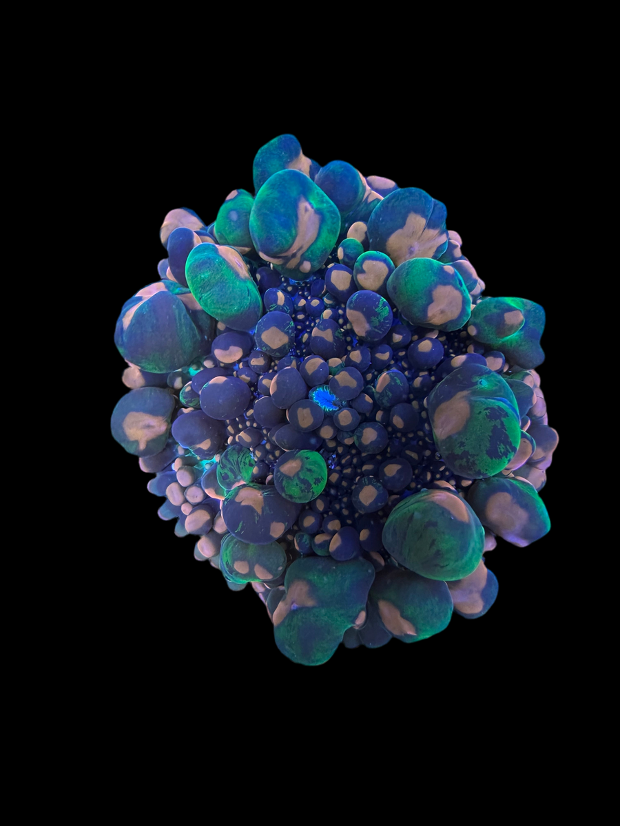 Godzilla bounce mushroom – FishNerdCorals