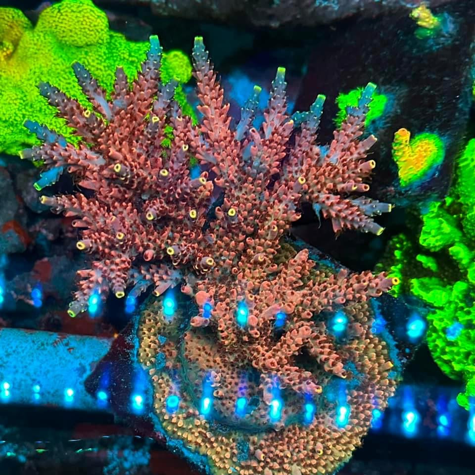 FNC Bubblegum – FishNerdCorals