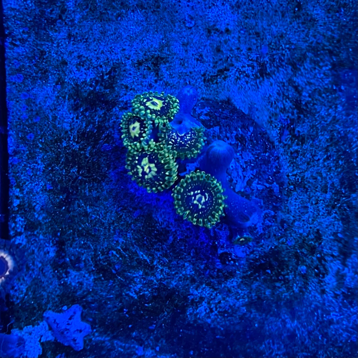 Exosphere – FishNerdCorals