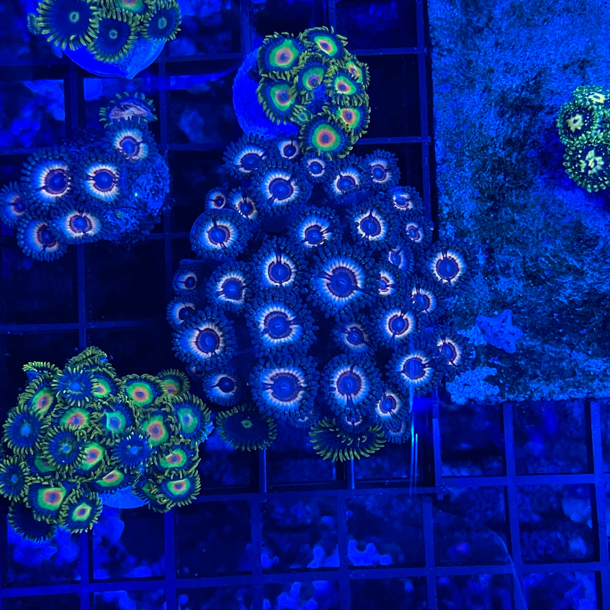 Vamp & Drag – FishNerdCorals