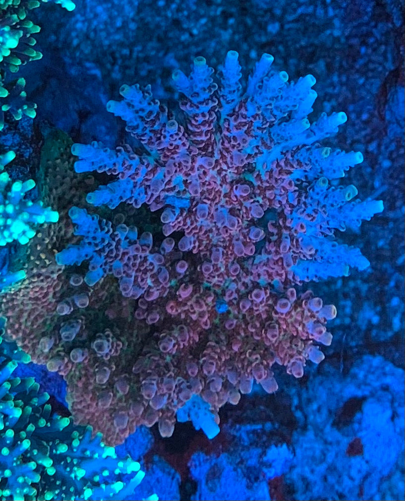 JF Hell Riser – FishNerdCorals