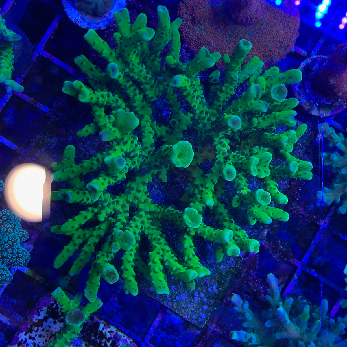 FNC Kermit the Frog – FishNerdCorals