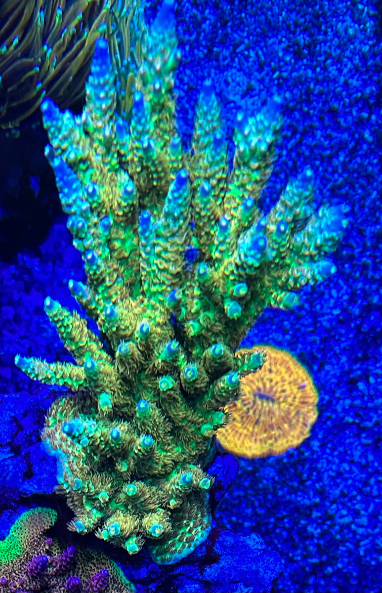 Walt Disney – FishNerdCorals