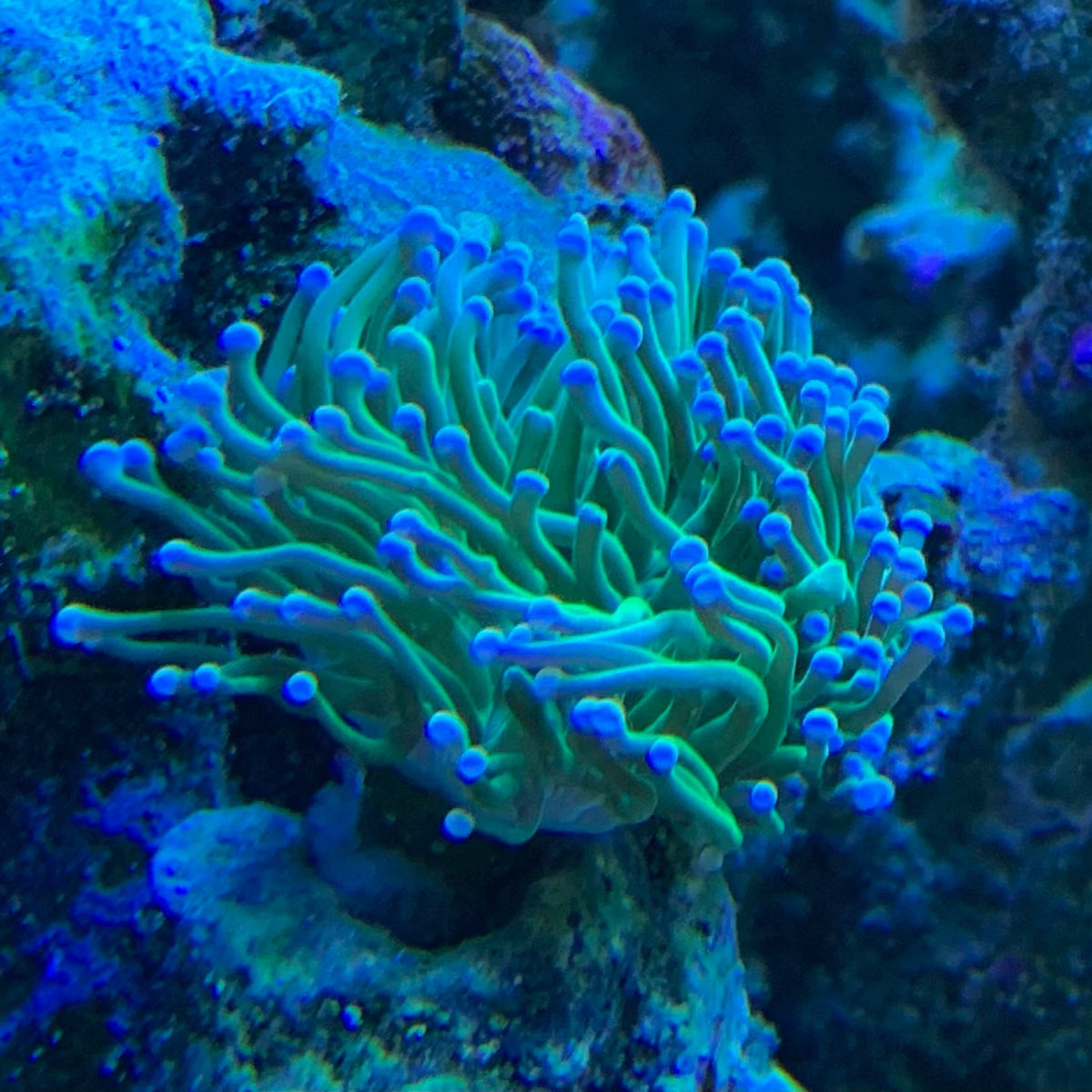 Todd’s Torch – FishNerdCorals