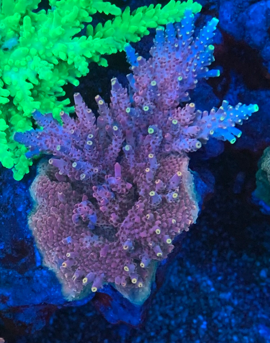 RR Candyland – FishNerdCorals