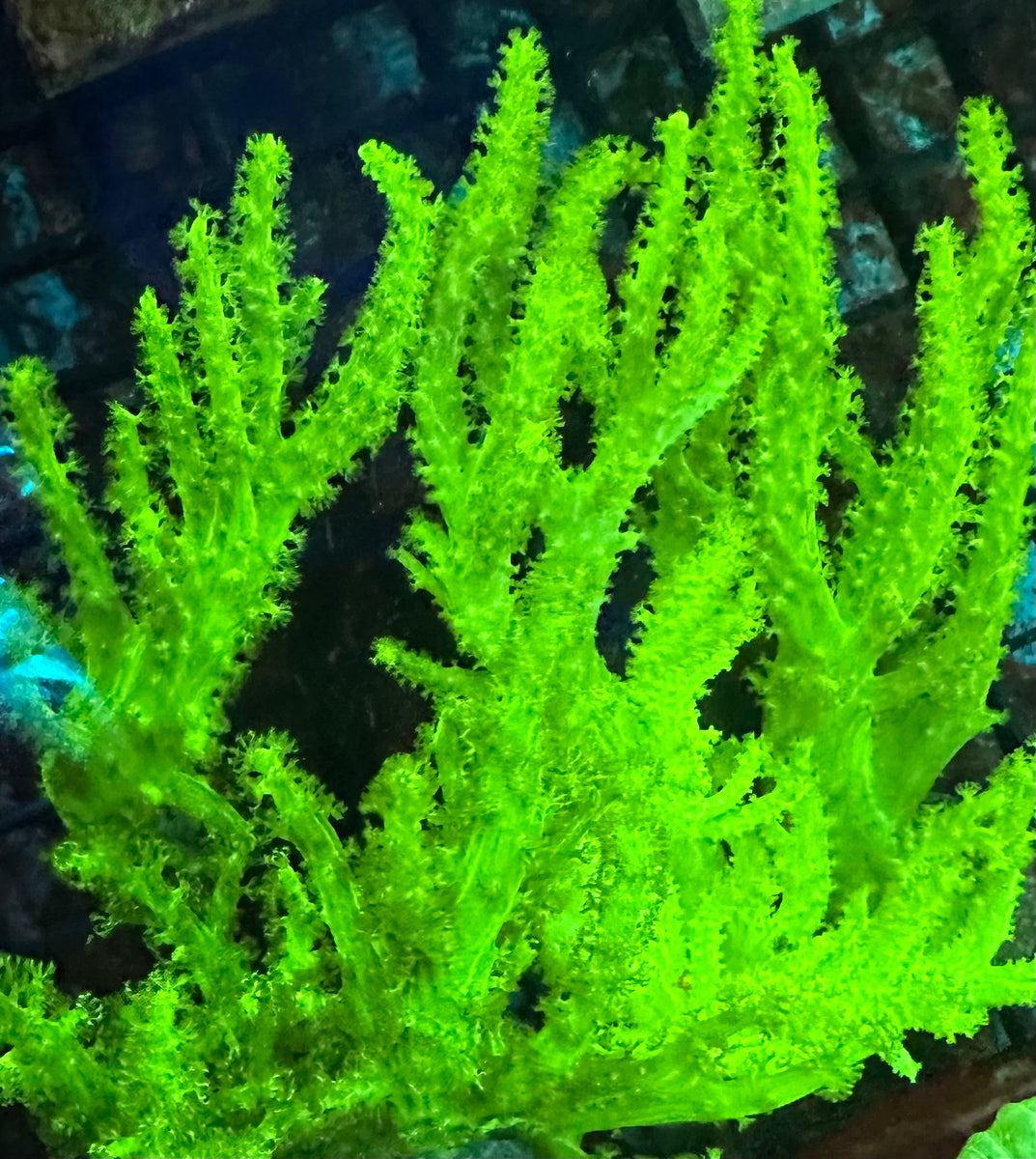 Green Nepthea – FishNerdCorals