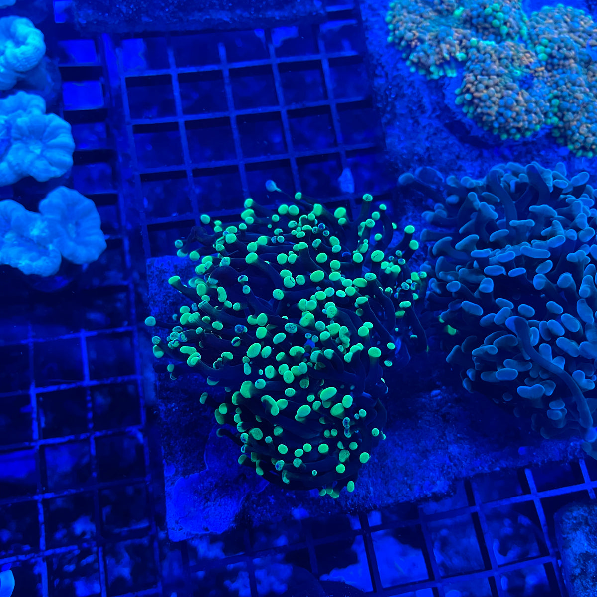 Bicolor Frogspawn – FishNerdCorals