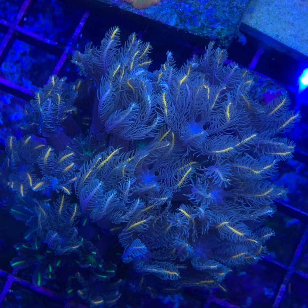 Fire Clove Polyps – FishNerdCorals
